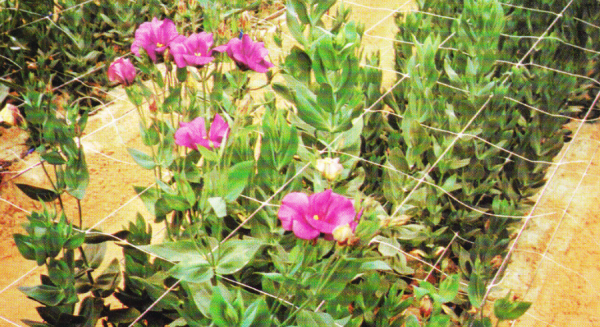 Hortonova Plant Support Netting - Instructions for Healthy Plants